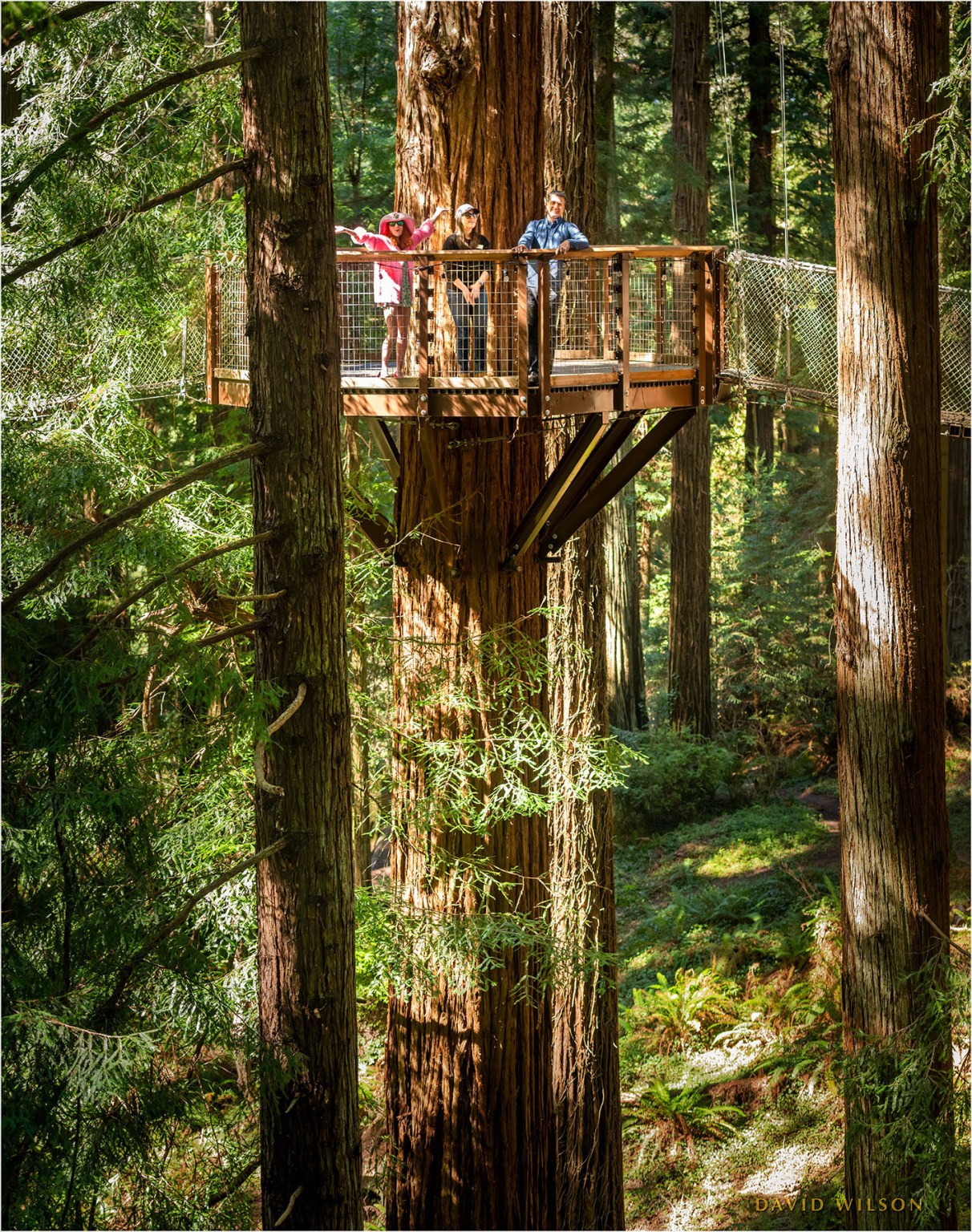 Redwood Sky Walk at Night – MindscapeFX